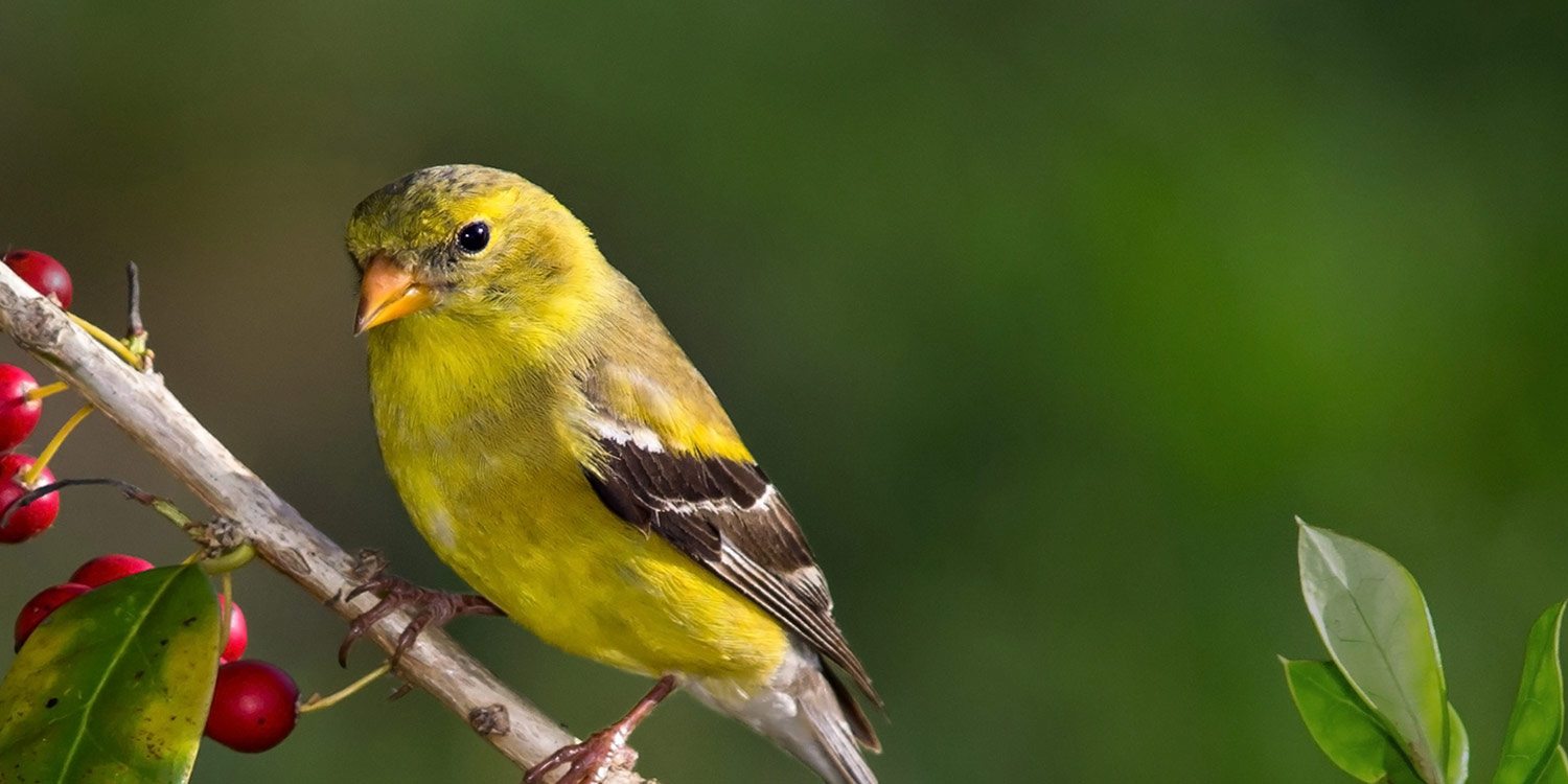 Home - Cora Hartshorn Arboretum & Bird Sanctuary